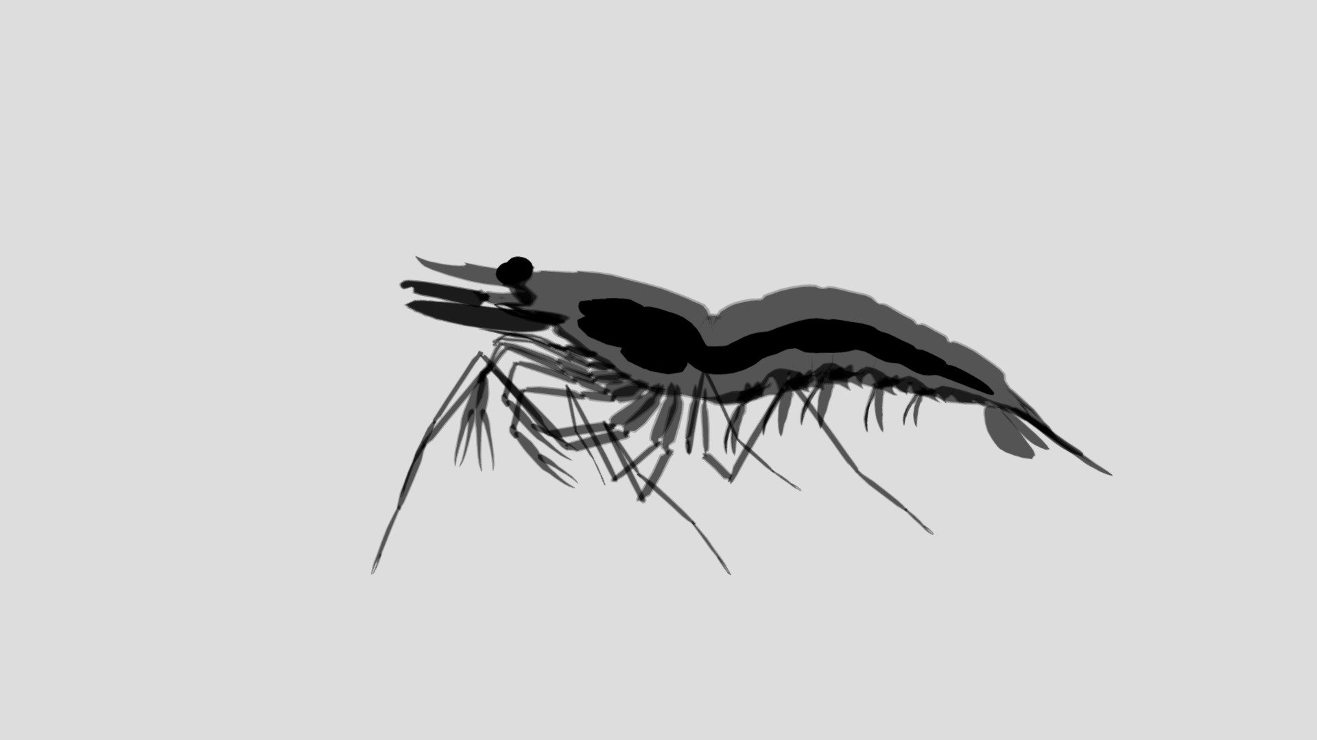 Mysis Shrimp (V1) - Download Free 3D model by ucdavisterc [1bafcc2 ...
