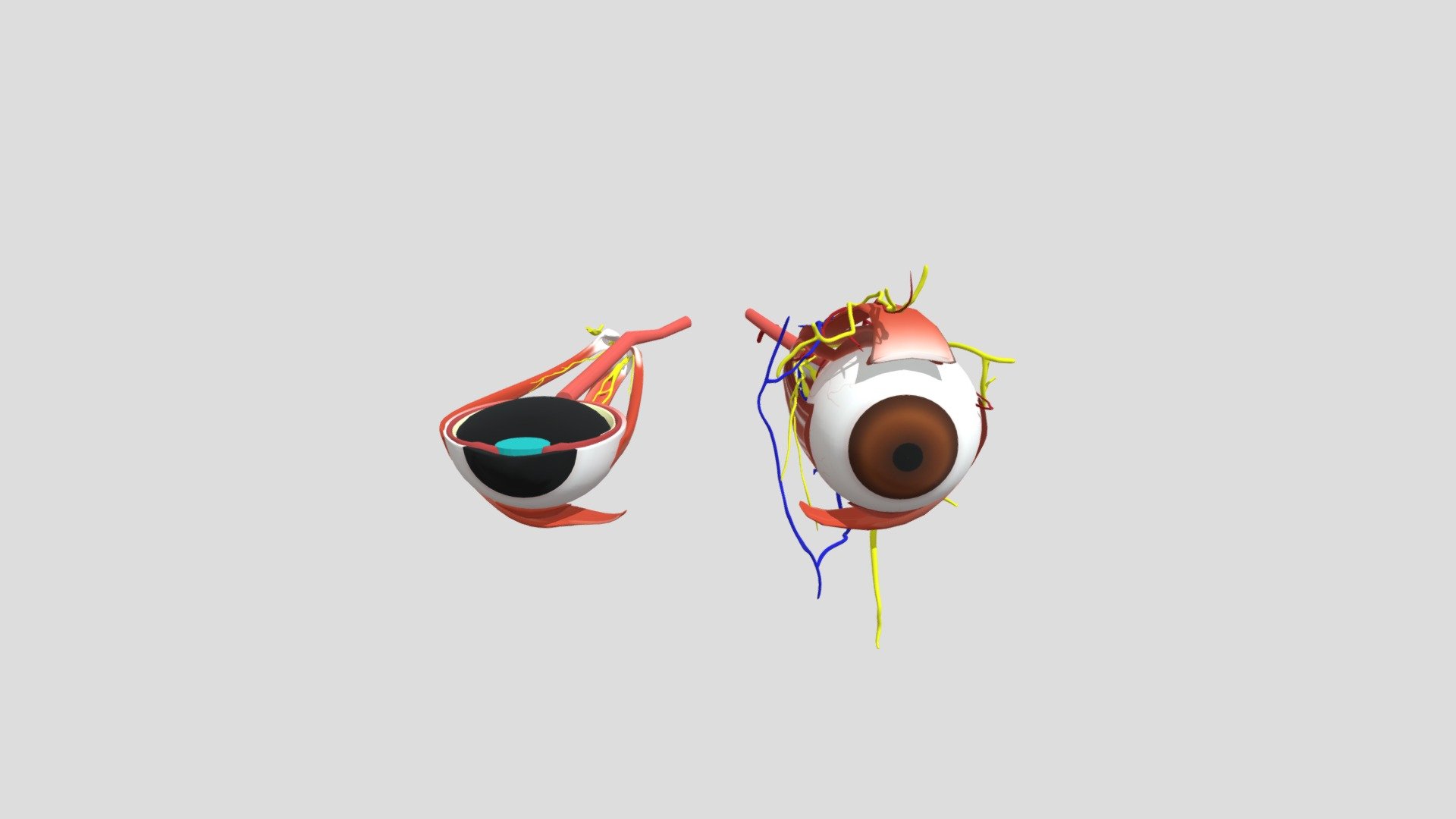 Eye Anatomy - 3D model by Nichrat.W [1baff73] - Sketchfab
