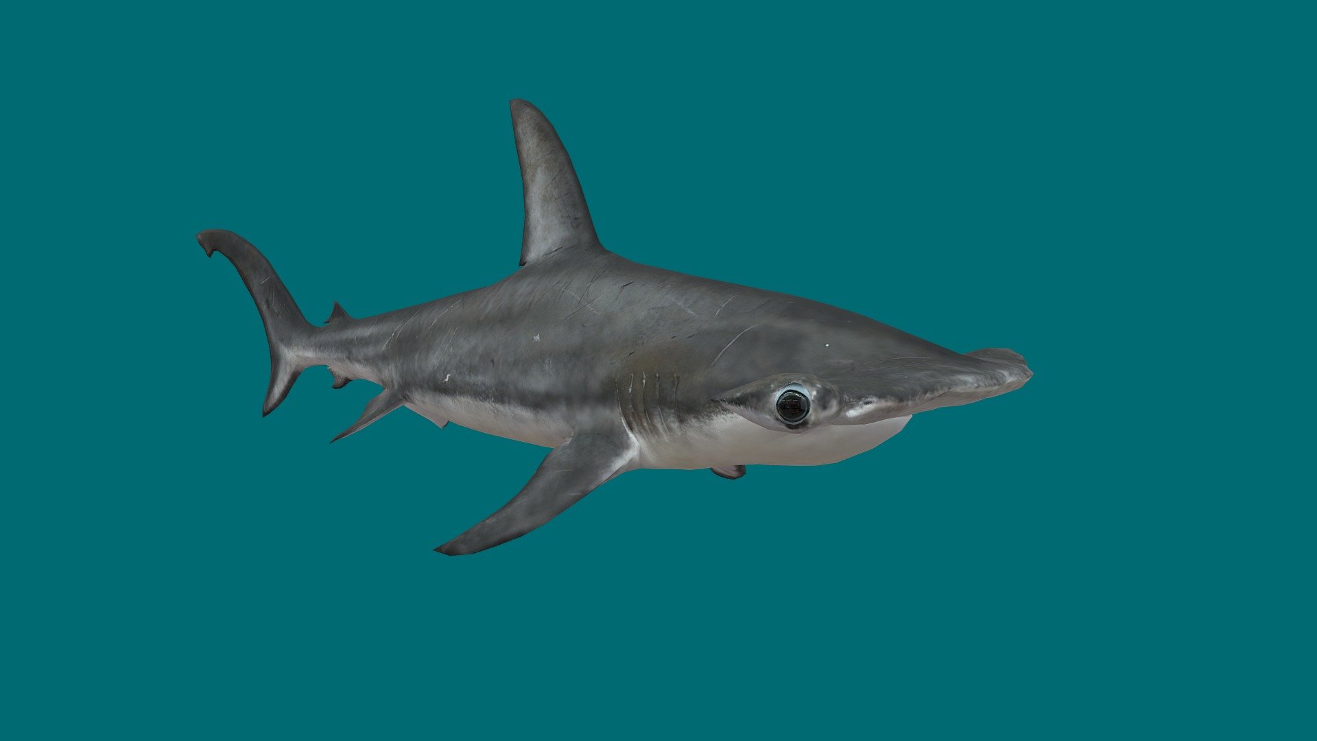 Hammerhead Shark - Download Free 3D model by kenchoo [1bb18da] - Sketchfab