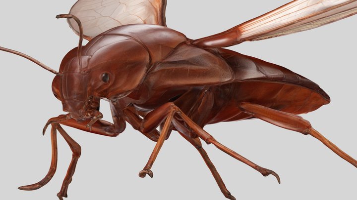 Cockroach 3D models - Sketchfab
