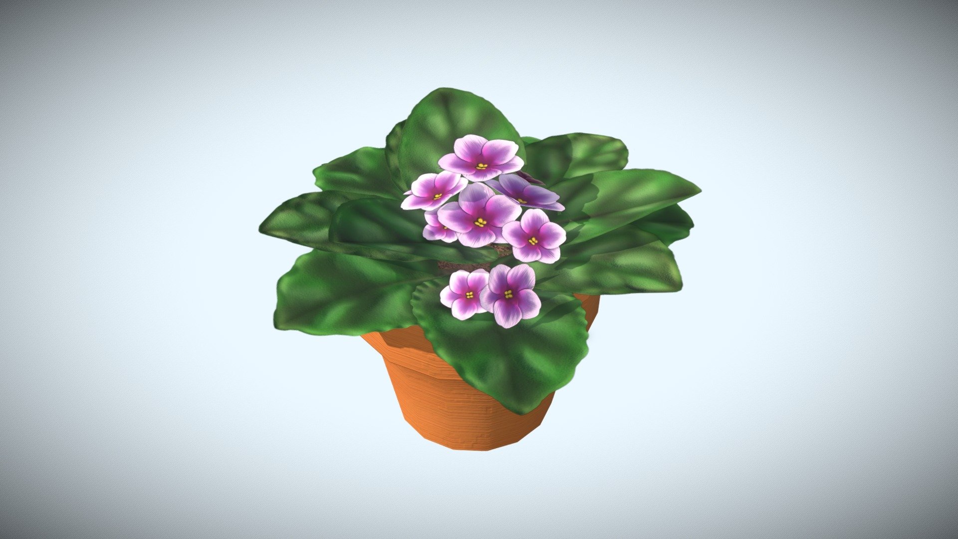 African Violet - 3D model by PaintedKoi [1bb339d] - Sketchfab