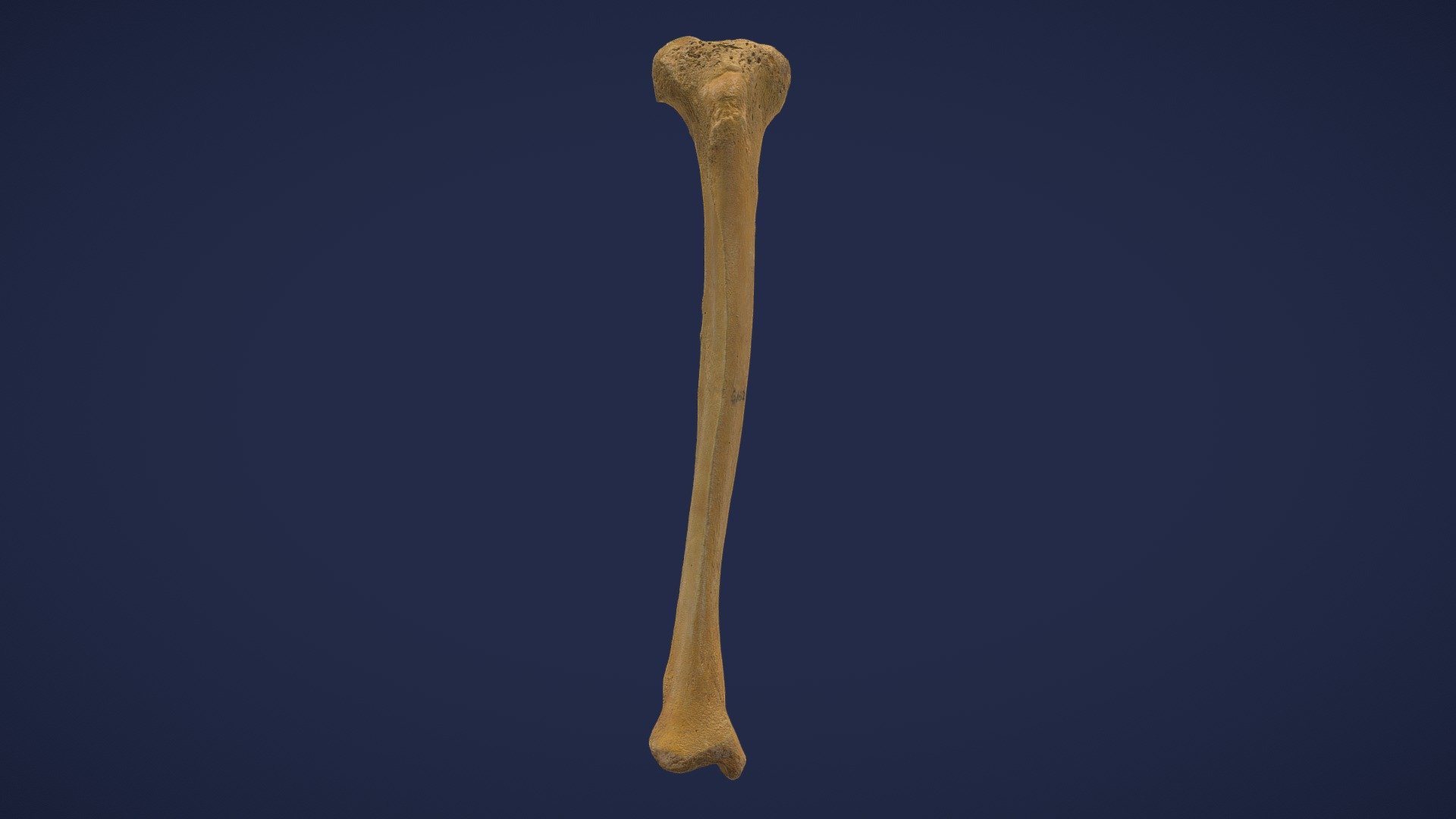 Tibia - 3D model by Institute of Anatomy Rostock (@Alexander ...