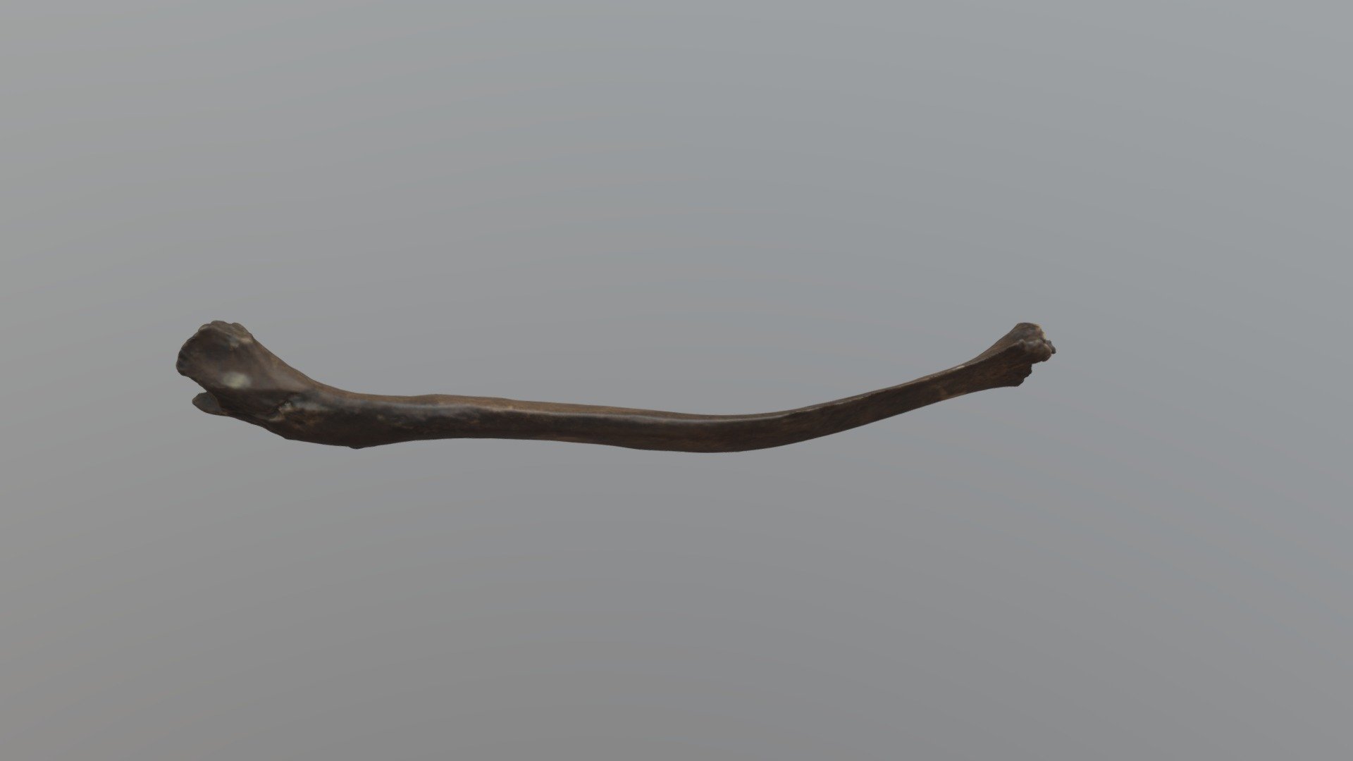 Mastodon Rib (VCU_3D_4189) - 3D model by Virtual Curation Lab ...