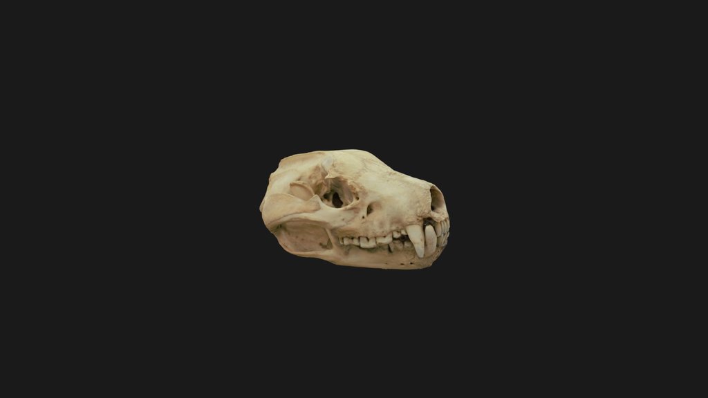 Dasyuromorphia - A 3D model collection by epistemophagus - Sketchfab