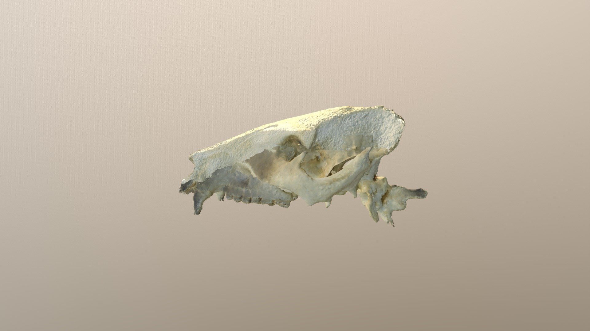 PECCARY (family: Tayassuidae) - 3D model by mammalskulls [1bc0ae7 ...
