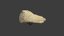 Astraea (Fissicella) pulchra - Download Free 3D model by The ...