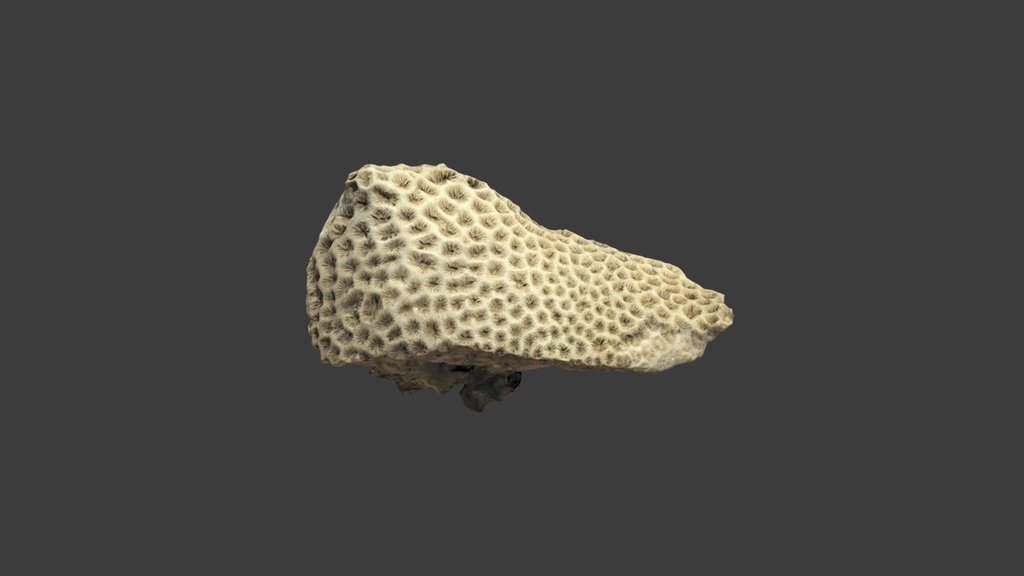 Coral Collection - A 3D model collection by The Smithsonian Institution ...