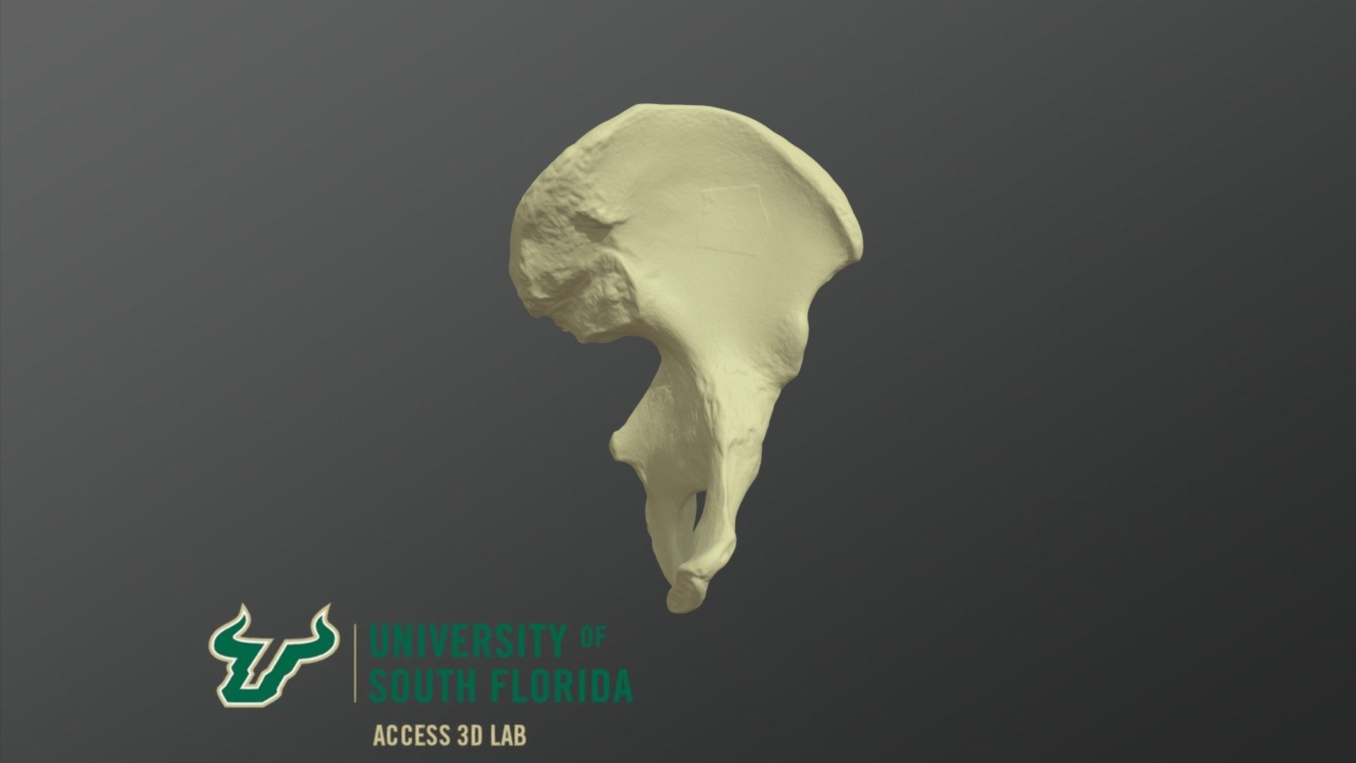 Left Os Coxae (B) - 3D model by access3d [1bc99c6] - Sketchfab