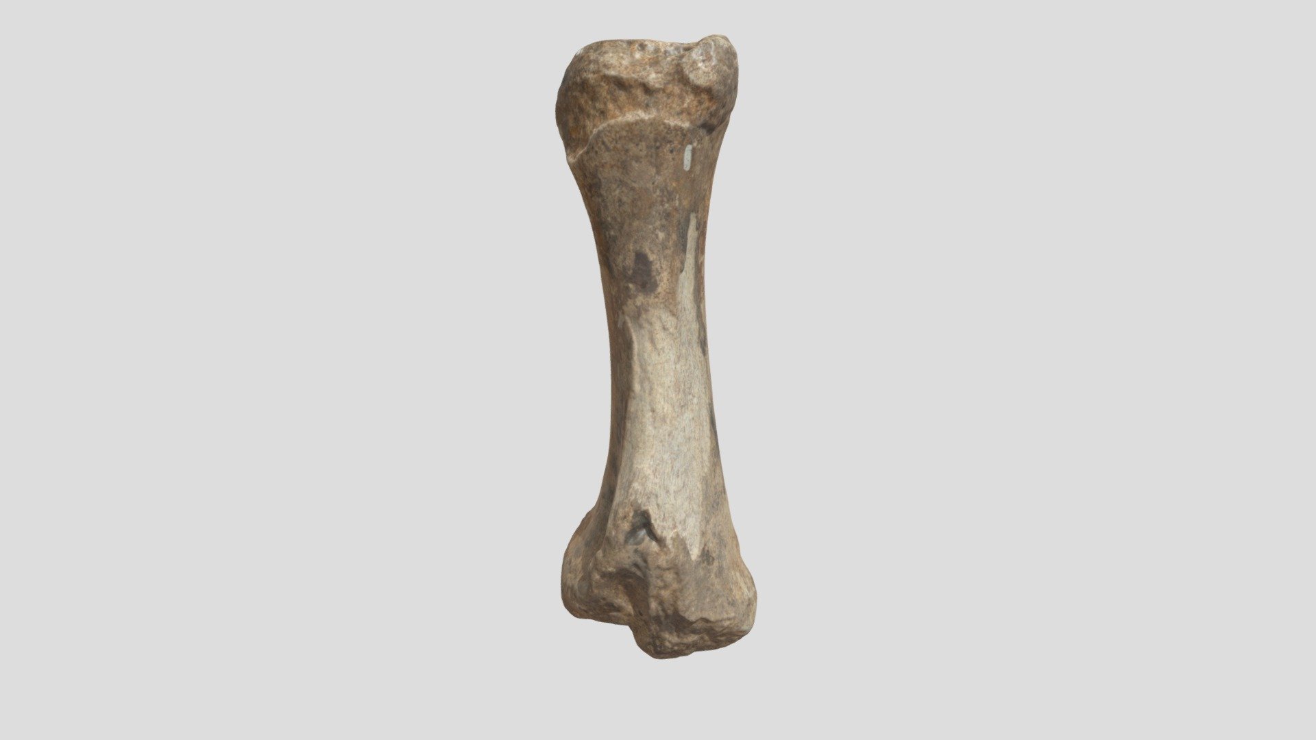 Cabinet Tibia - Download Free 3D model by National Museums Northern ...
