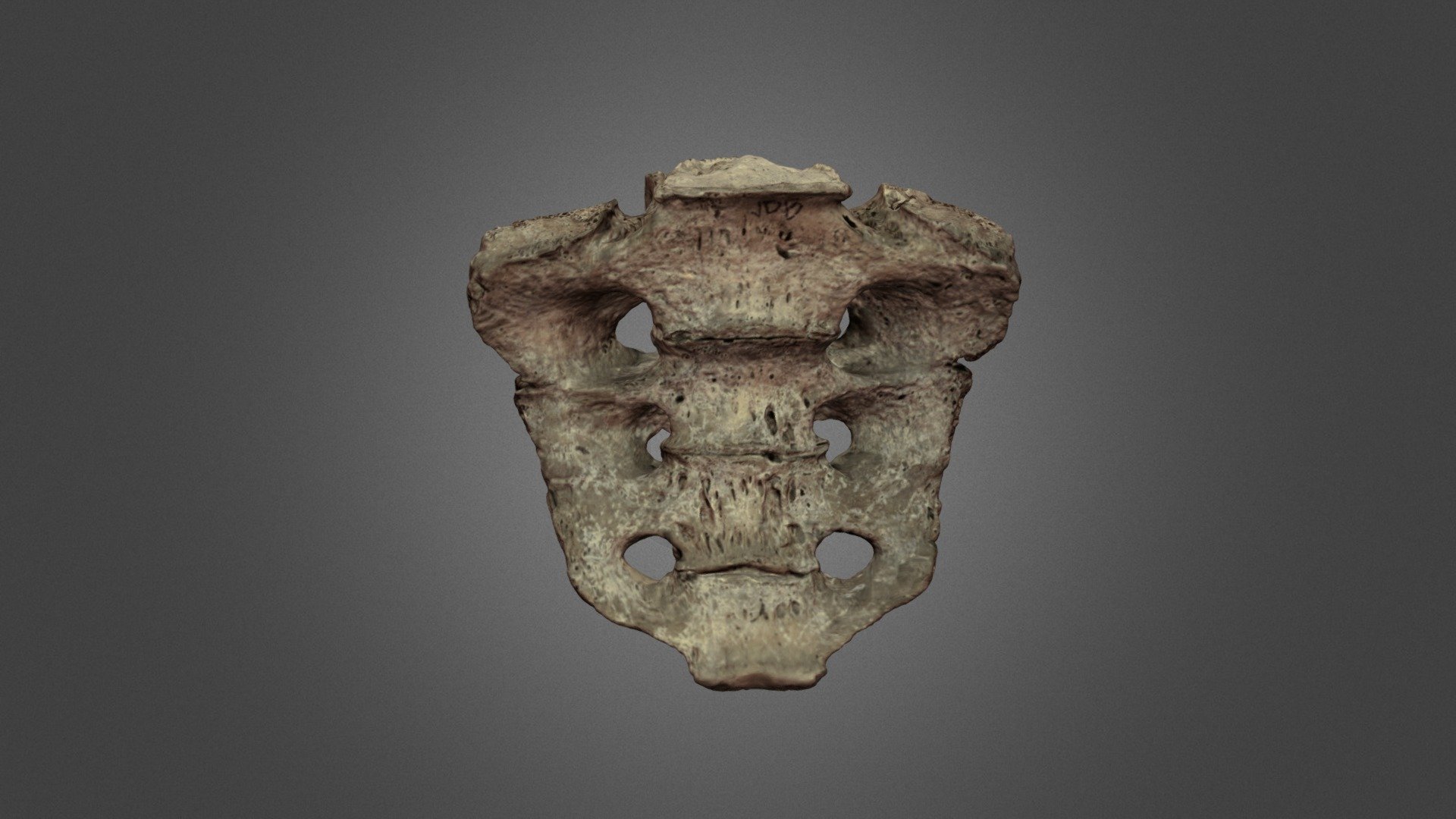 Bone 27 - 3D model by access3d [1bcee60] - Sketchfab