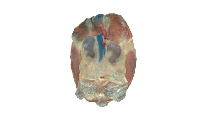 Veterinary-anatomy 3D models - Sketchfab