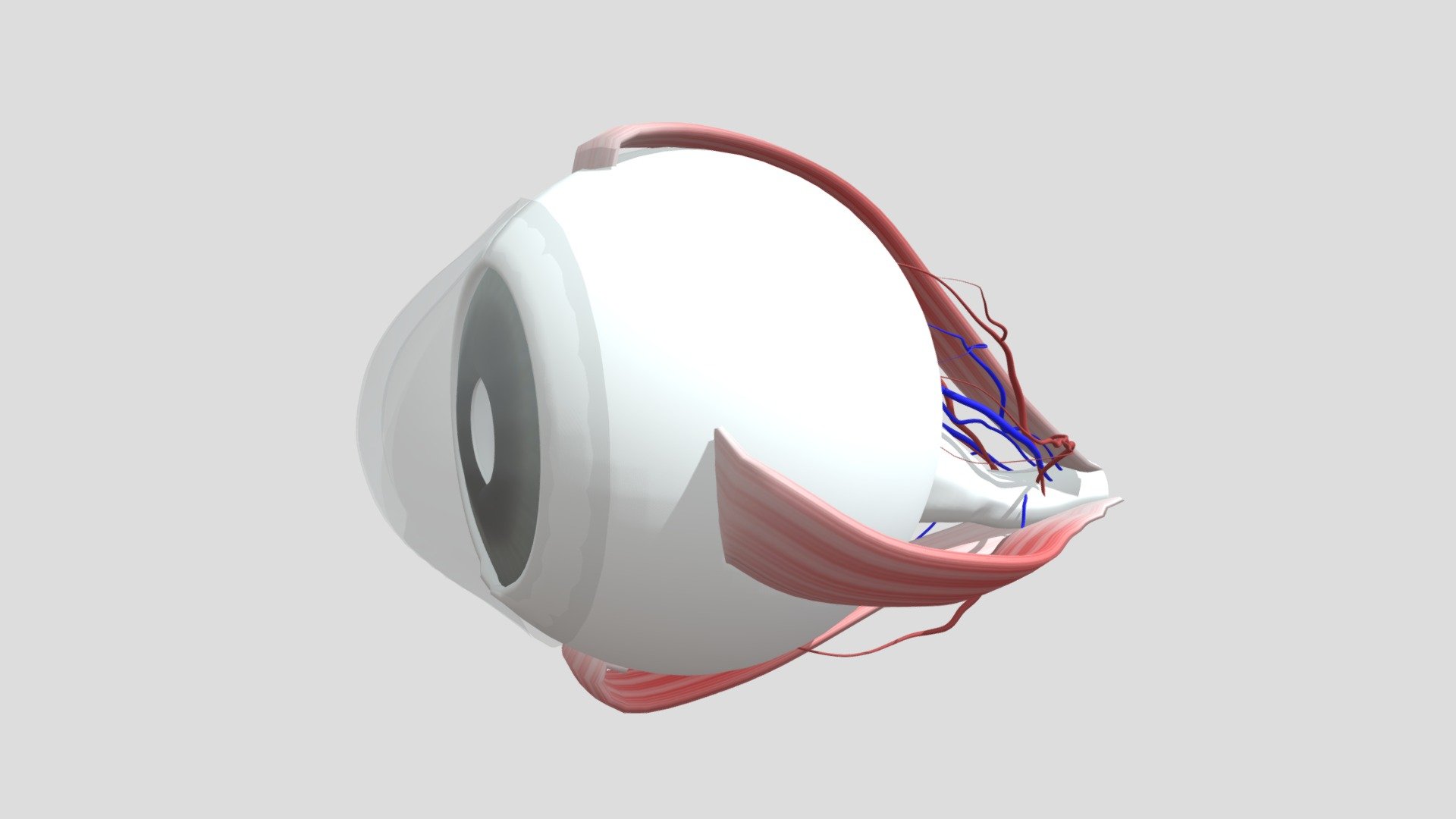 Eye Anatomy - 3D model by swagatamguharoy3dartist [1bd3bbb] - Sketchfab