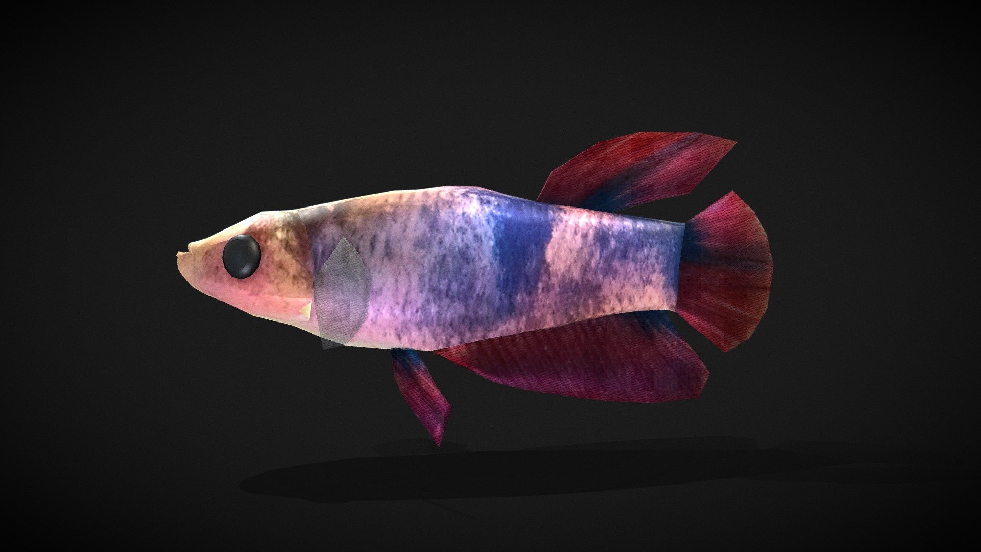 Female betta fish - 3D model by batatanikita [1bdb261] - Sketchfab