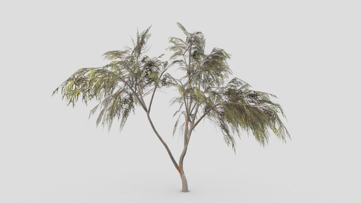 Eucalyptus 3D models - Sketchfab