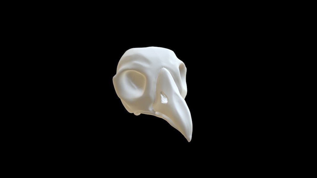 Bird Skull - 3D model by Patrick White (@browneyedpat) [1be0a23 ...