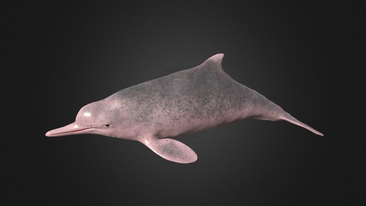 Humpback 3D models - Sketchfab
