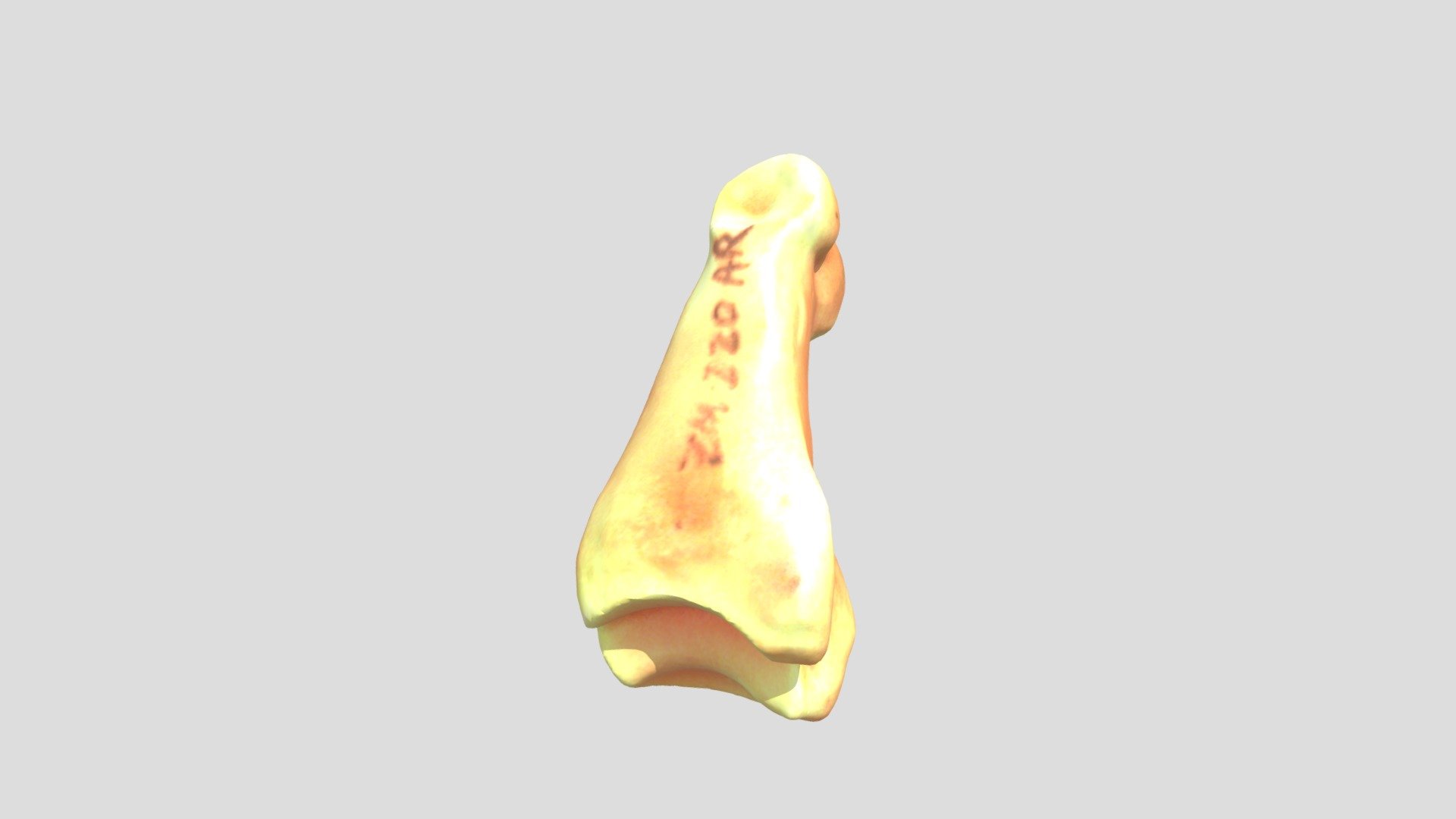 Ovis aries (sheep) - L posterior phalanx I - 3D model by ...