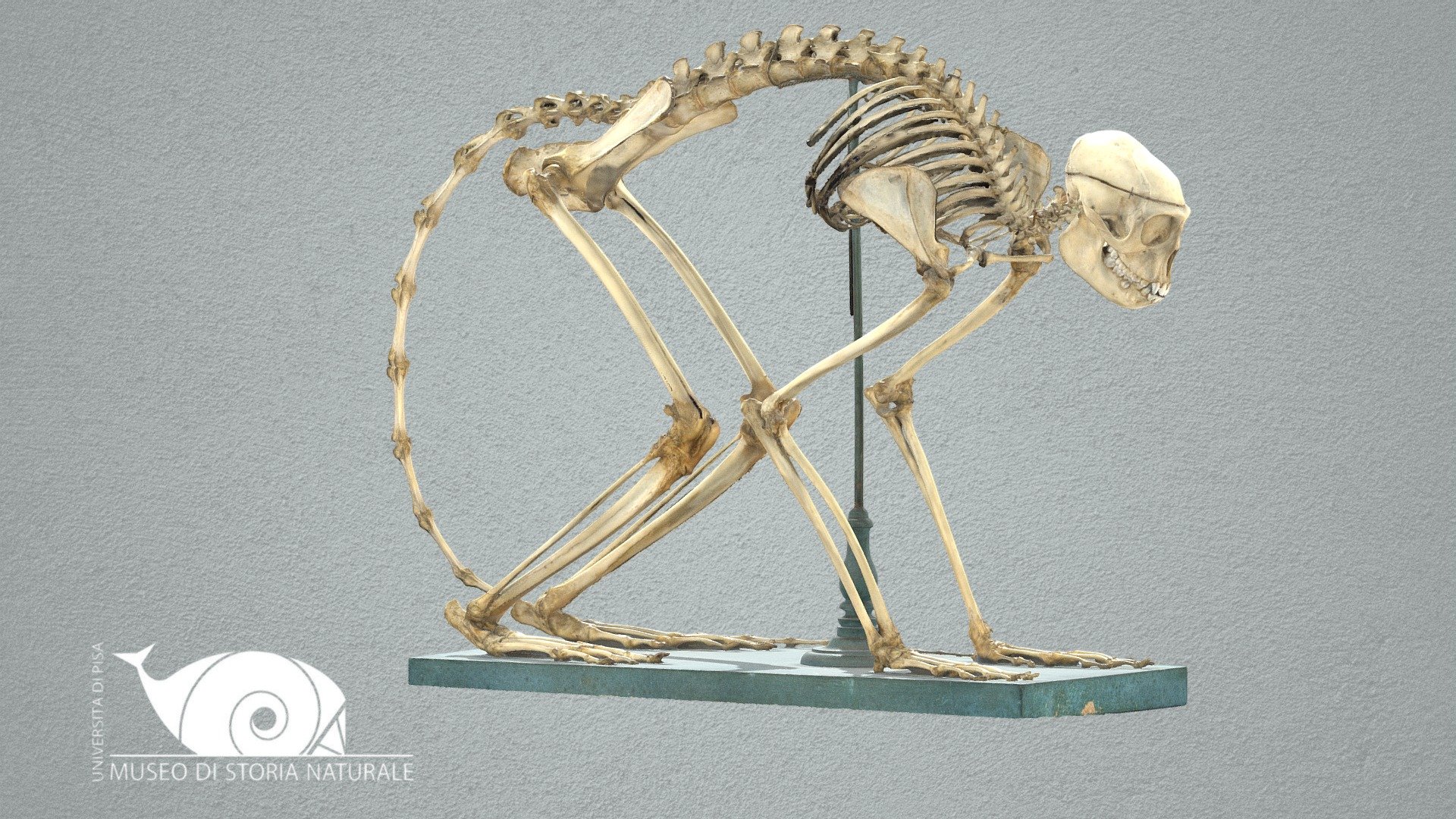 Northern plains gray langur - 3D model by Natural History Museum ...