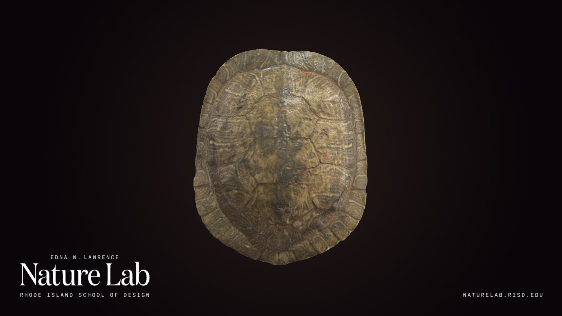 Turtle Shell - Download Free 3D model by RISD Nature Lab ...