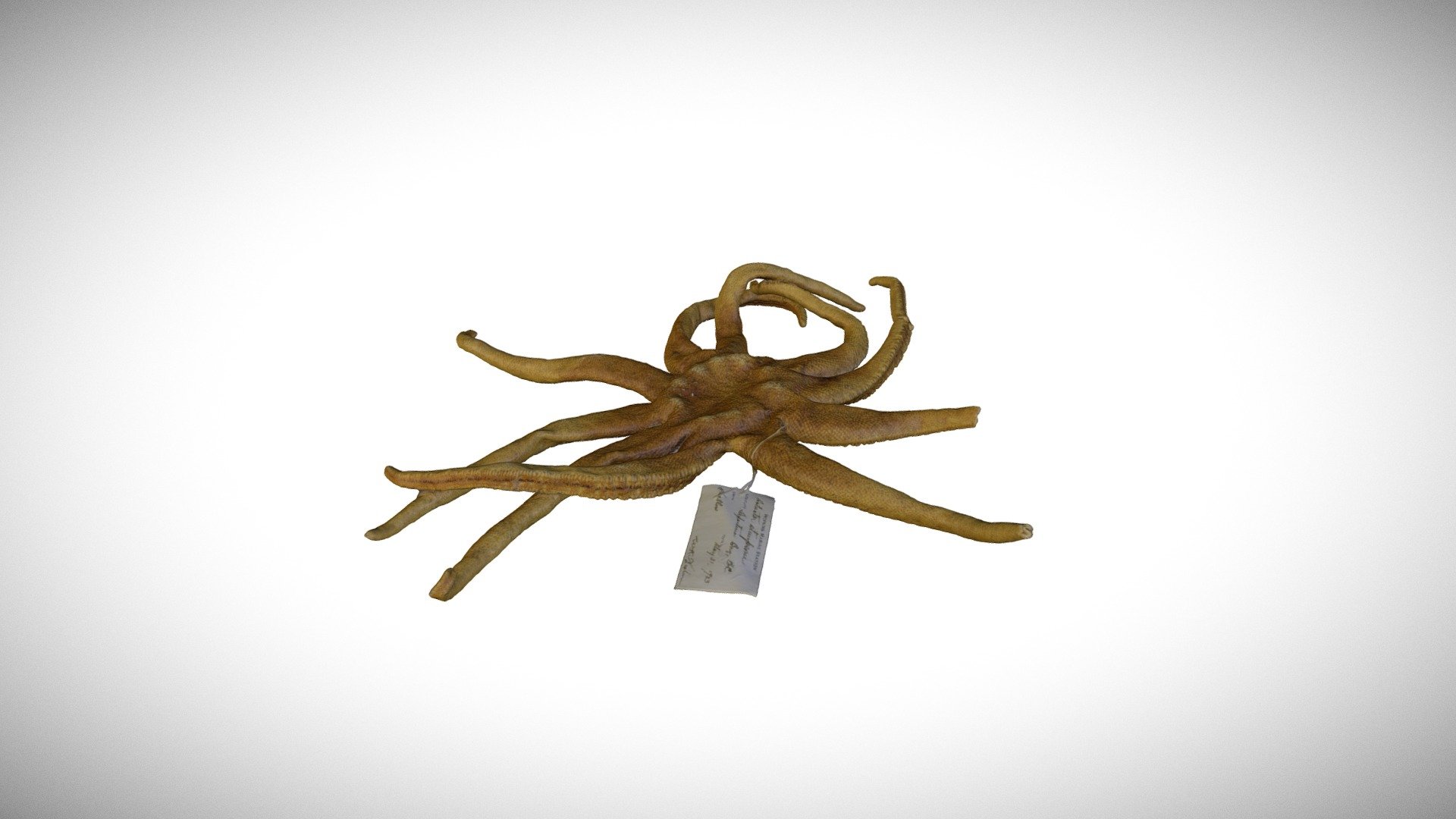 Solaster stimpsoni / CASIZ 102161 - 3D model by California Academy of ...