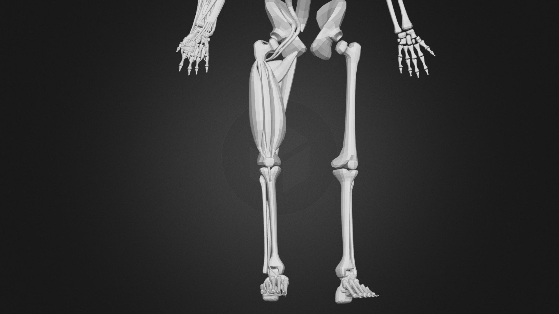 LOW POLY BOX PLANAR MUSCLE LEG 30-9-2022 - Download Free 3D model by ...