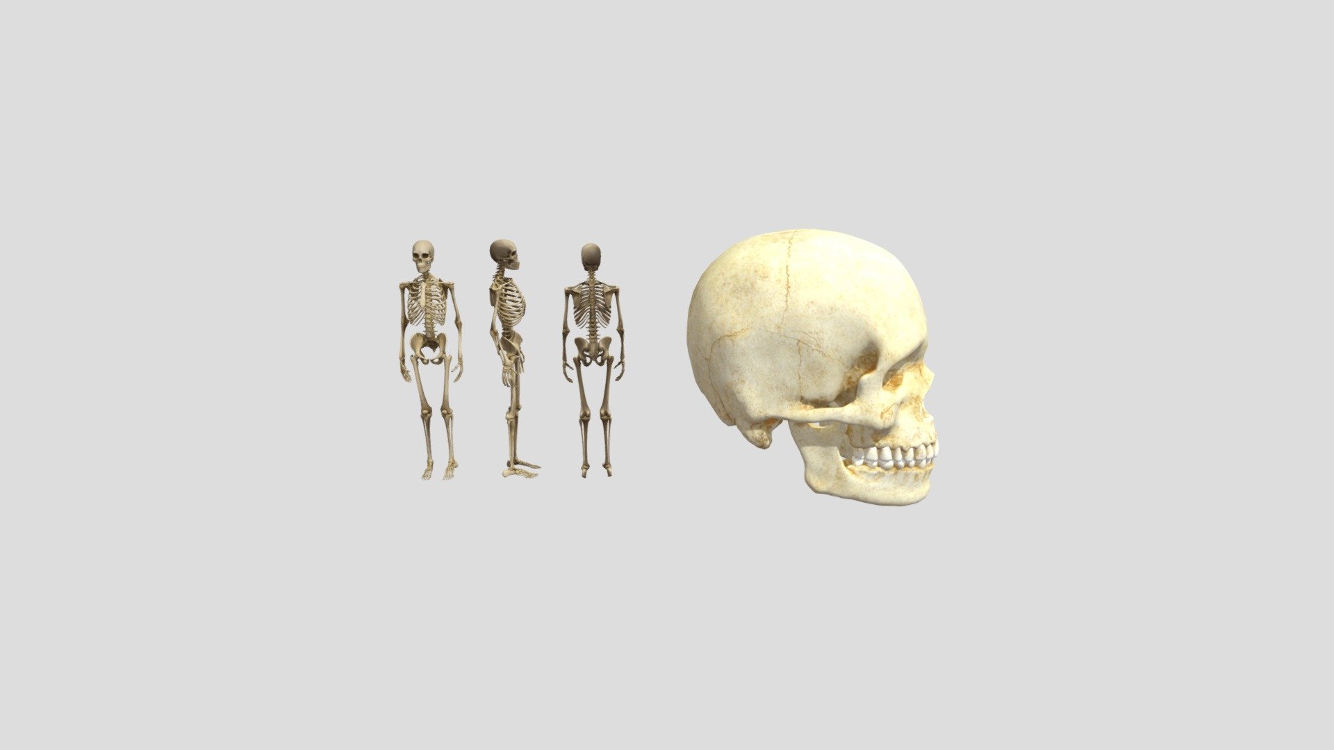 Cranio - Download Free 3D model by giadycan [1c25de6] - Sketchfab