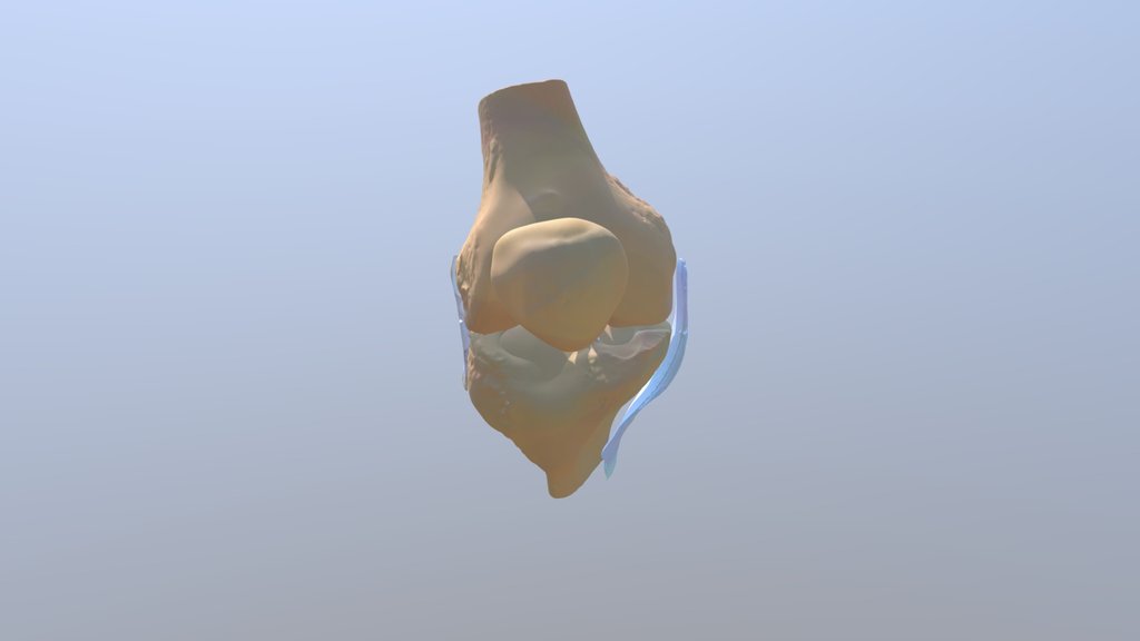 Anatomia_Kolano - A 3D model collection by motorenduro100 - Sketchfab