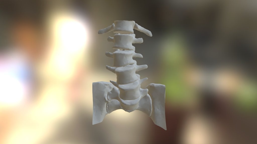 Lumbar Spine - sku 109 - 3D model by orto3d [1c4f567] - Sketchfab