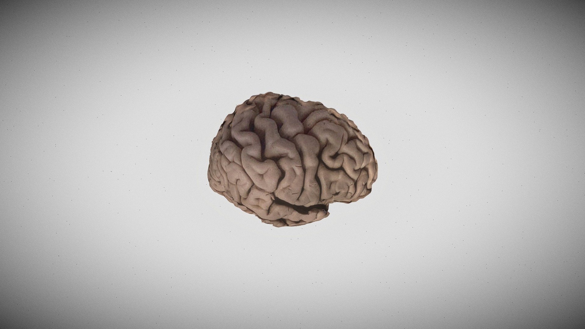 Right cerebral hemisphere - Download Free 3D model by priyankaphd ...
