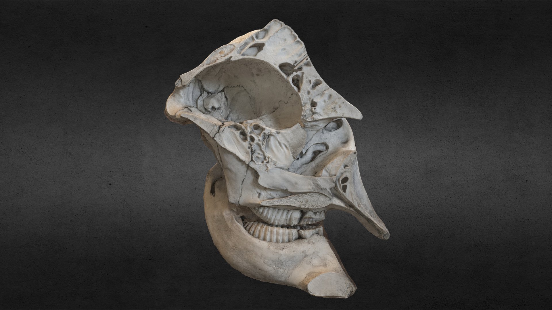 Elephant skull - 3D model by Benoît Rogez (@shadows44) [1c57cd8 ...