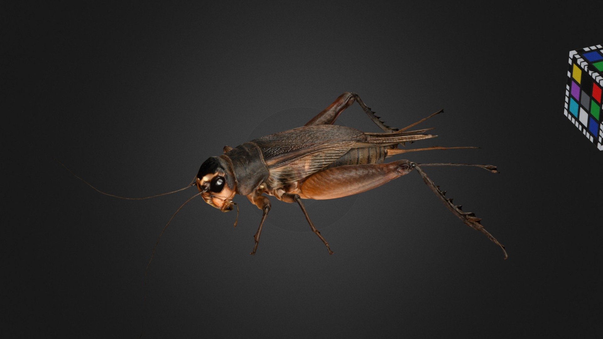 エンマコオロギ Emma Field Cricket, Teleogryllus emma - Download Free 3D model ...