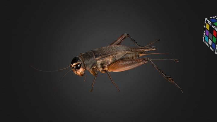 Cricket 3D models - Sketchfab
