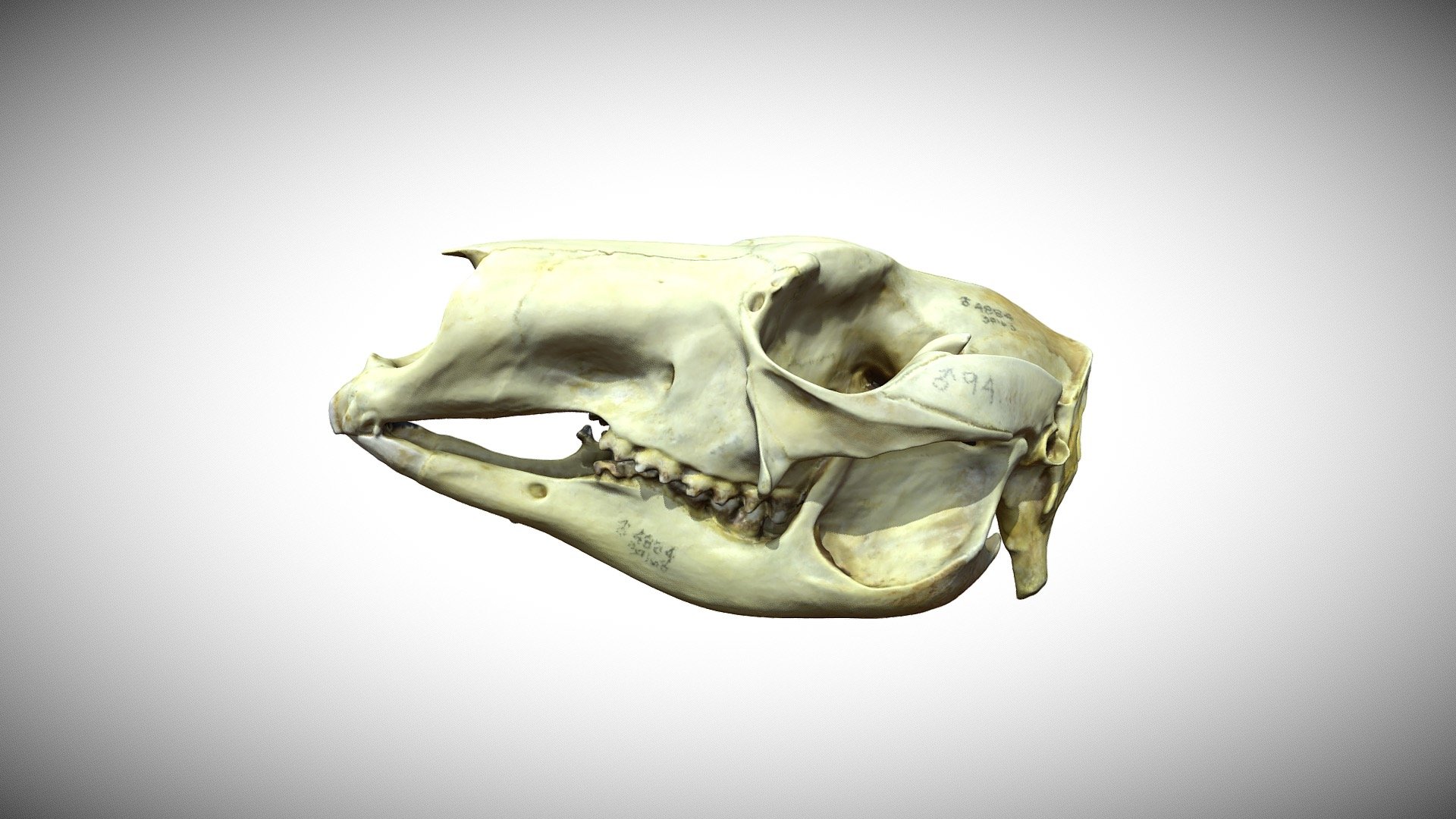 Red kangaroo / CAS:MAM:30163 - 3D model by California Academy of ...