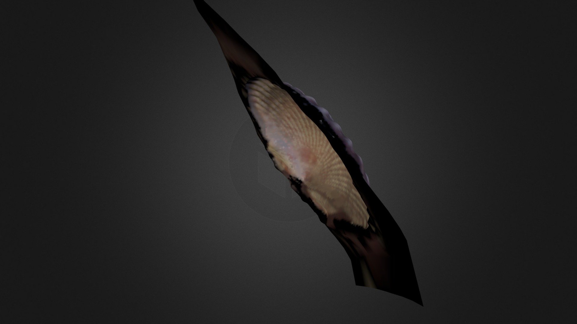 Shell Flat - Download Free 3D model by xef6 [1c62d6f] - Sketchfab