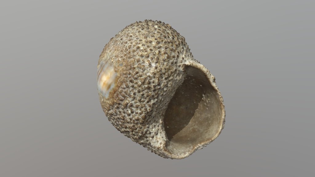 shells - A 3D model collection by baxterbaxter - Sketchfab