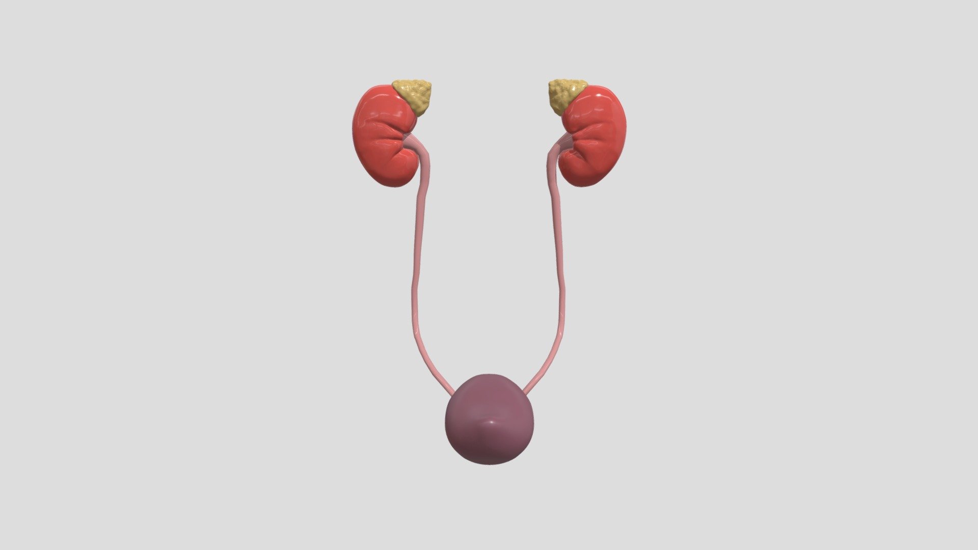 The Renal System - 3D model by kvasqu4 [1c6cdbc] - Sketchfab