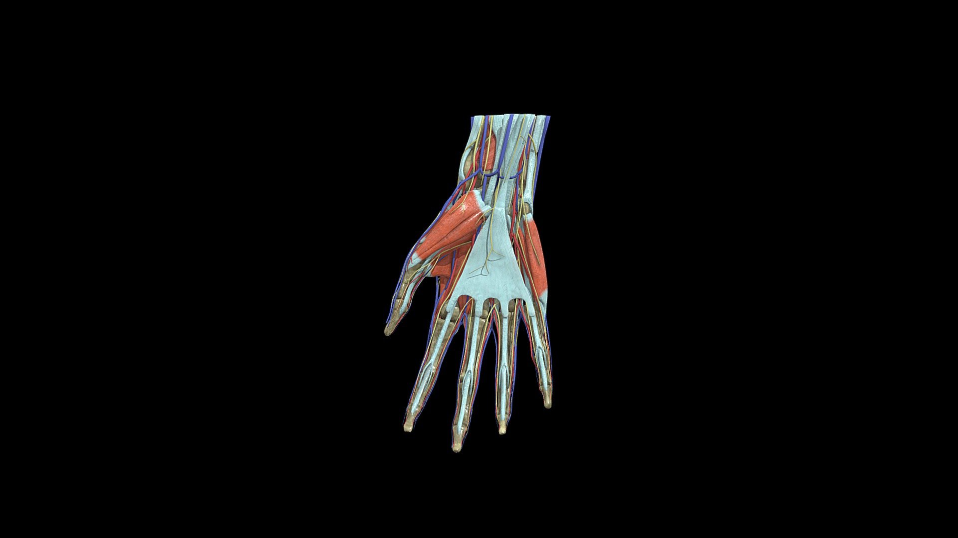 Anatomy of the Human Hand - 3D model by Friso Jansen (@frisojansen ...