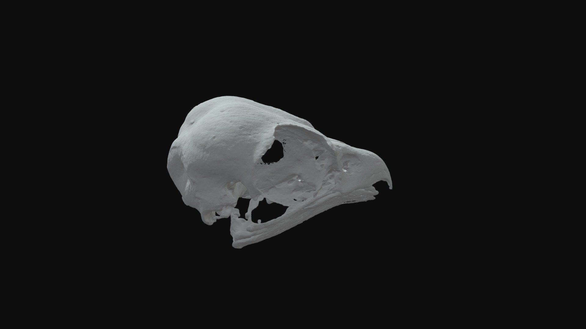Osprey (Pandion haliaetus) - Download Free 3D model by Western ...