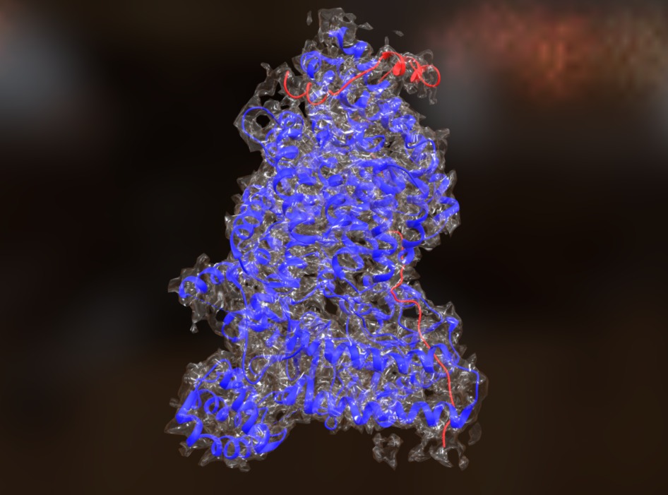 EMDB › EMD-3583 - 3D model by Interactive 3D Data (@proteinsimulation ...
