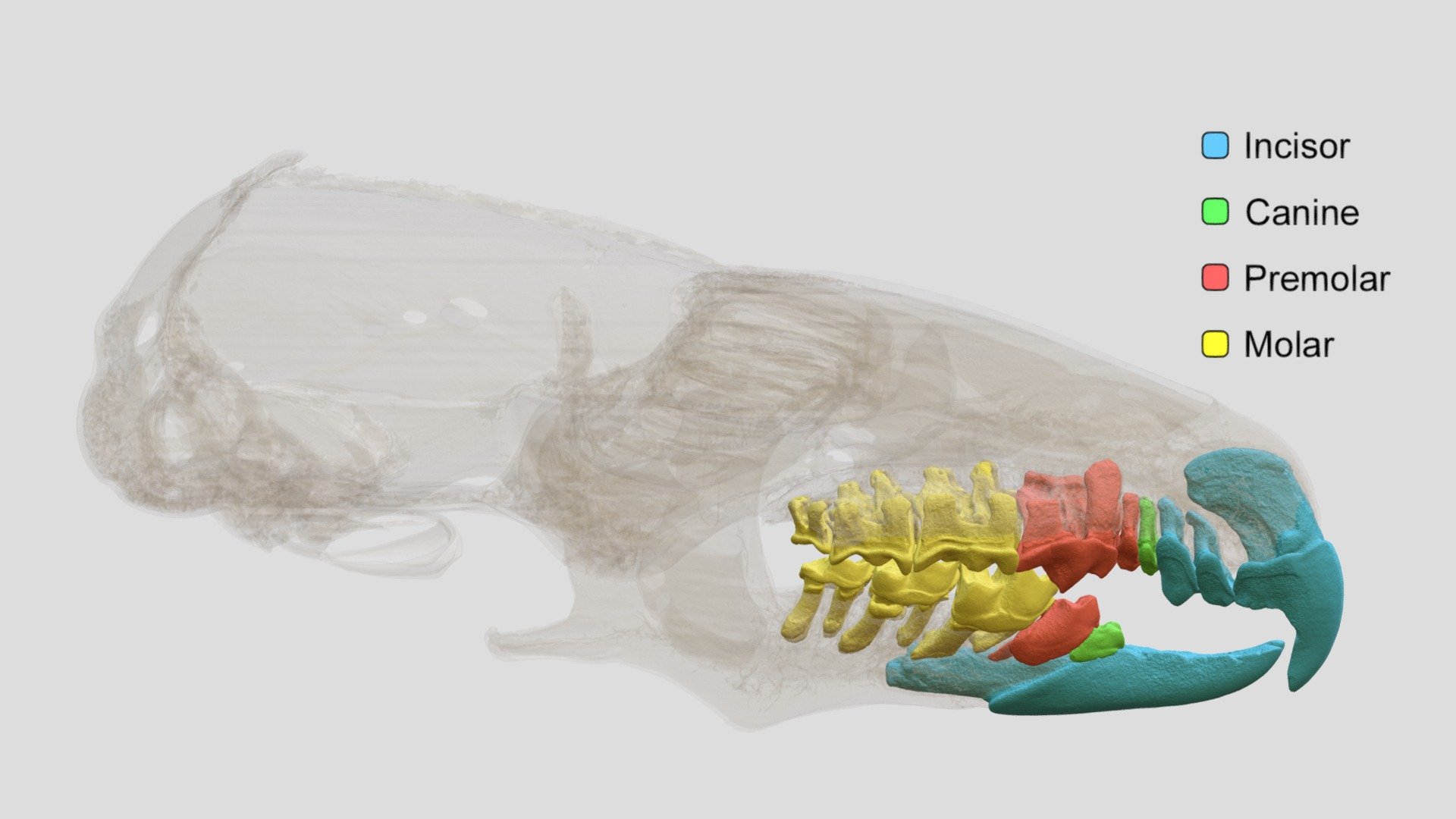 Blarina brevicauda (MSB:Mamm:296038) - Clear - 3D model by Biodiversity ...