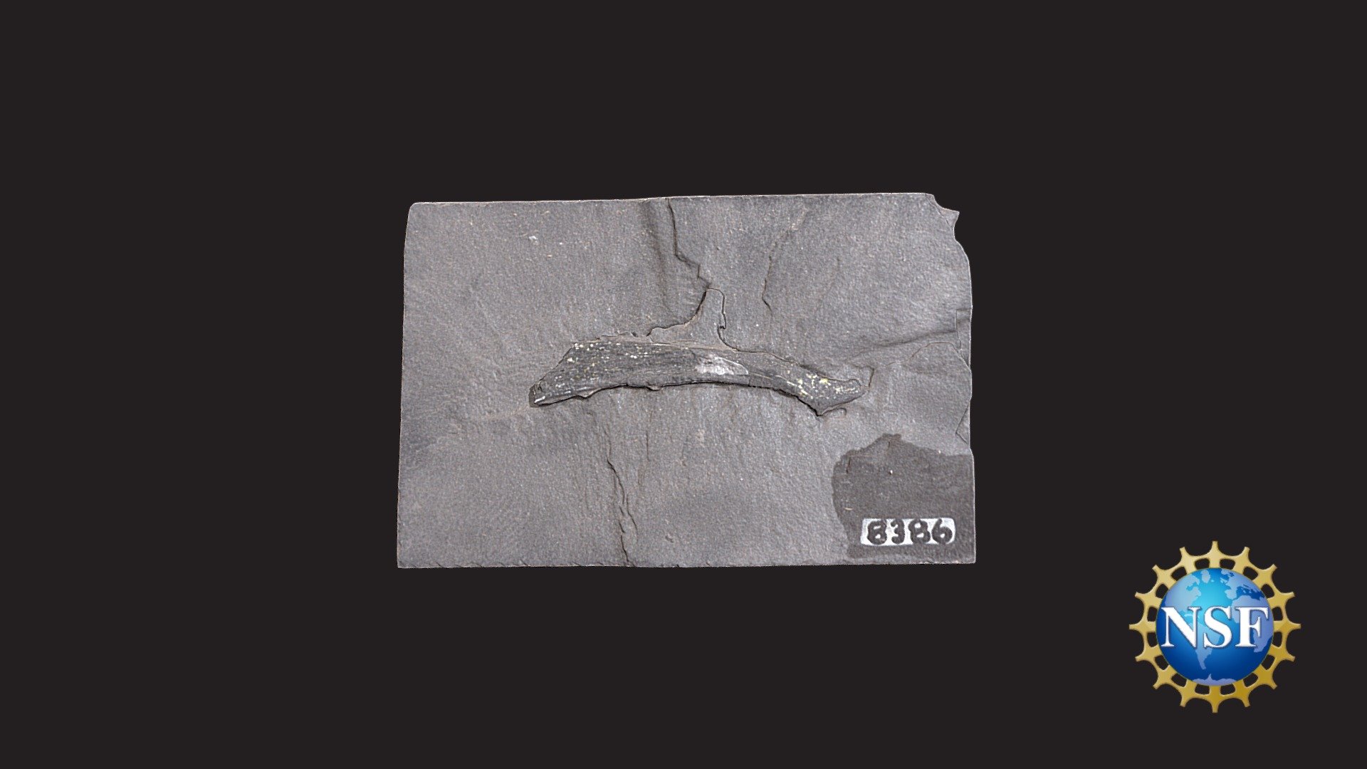 CMNH 8386 Micro Arthrodire Infragnathal - 3D model by Cleveland Museum ...