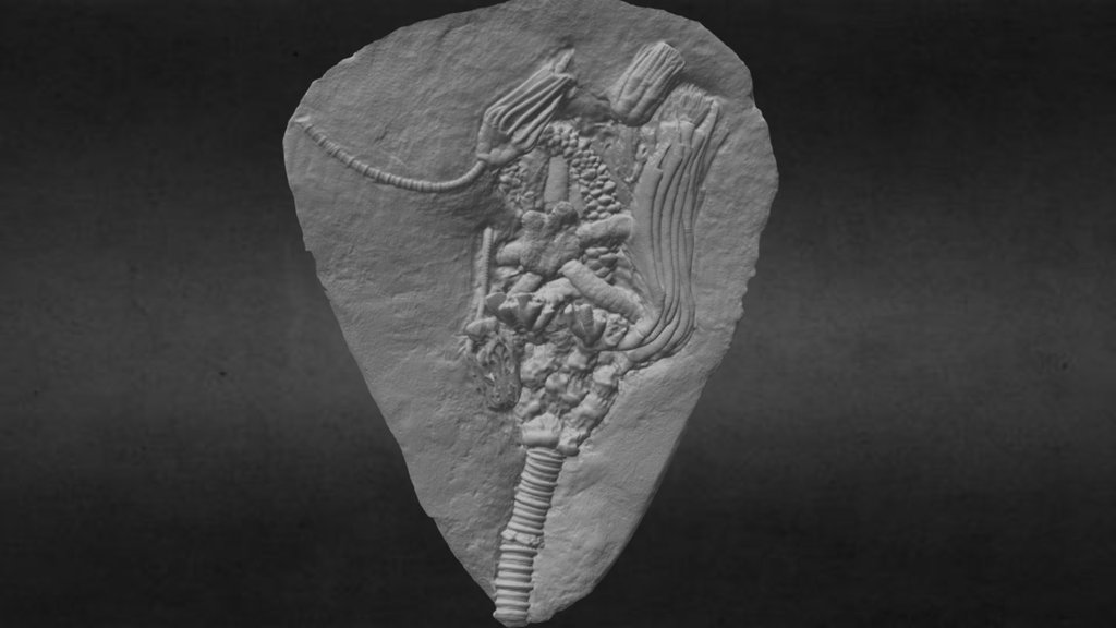 Crinoid Plate - 3D model by Idaho Virtualization Laboratory ...