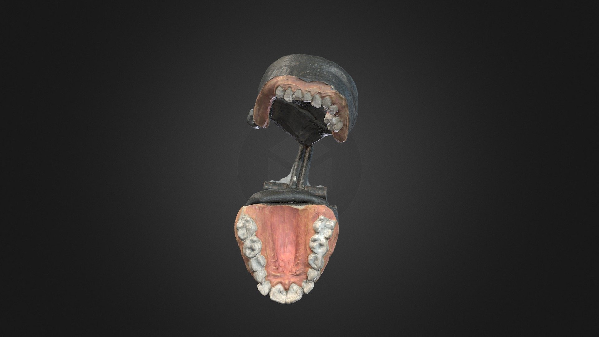 Gebiss - 3D model by georg_s [1c9bae2] - Sketchfab