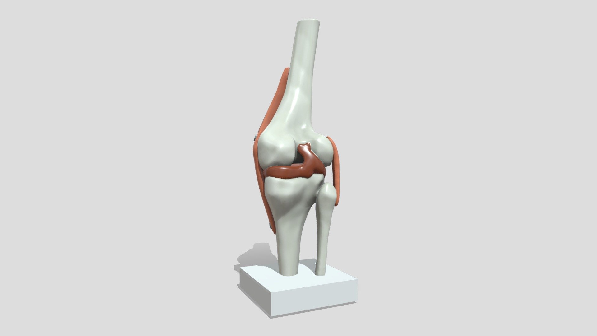 Knee Model - Buy Royalty Free 3D model by digikstudio [1ca5323 ...