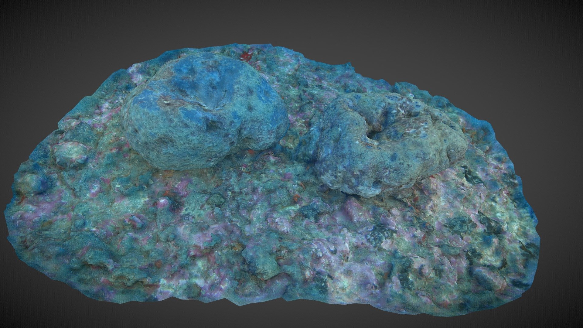 Sarcotragus foetidus, from pictures to biomass - 3D model by Tato.PM ...