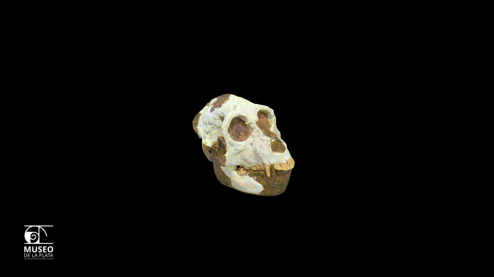 Aegyptopithecus zeuxis 8027 - 3D model by Museo de La Plata, Argentina ...