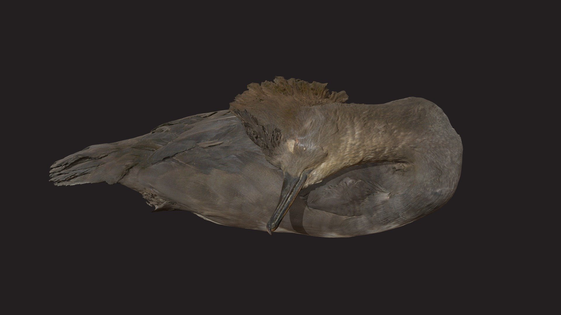 CMNH 49374, female Hooded merganser - 3D model by Cleveland Museum of ...