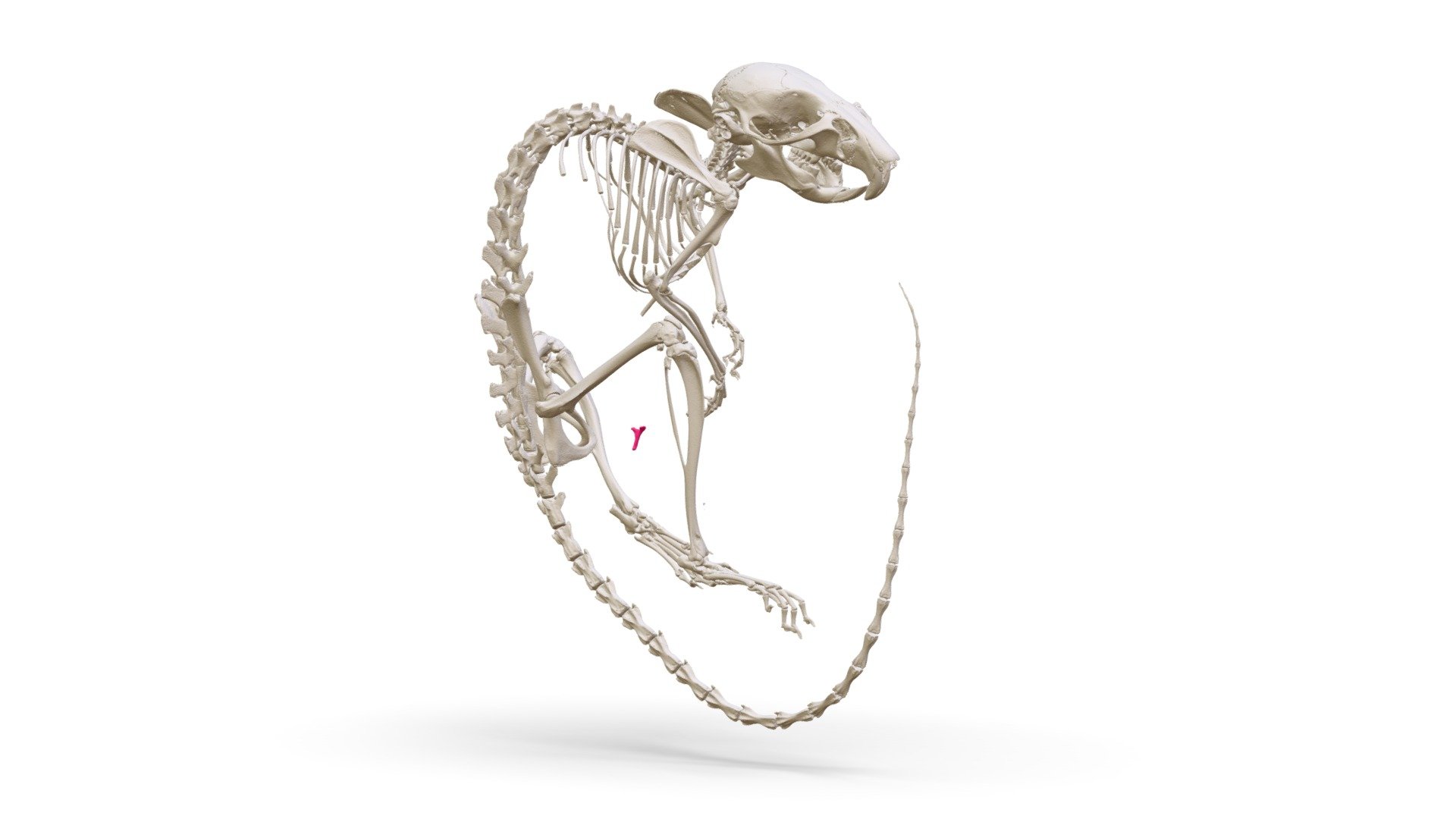 Phyllotis darwini (MSB:Mamm:133017) - 3D model by Biodiversity [1cb3e41 ...