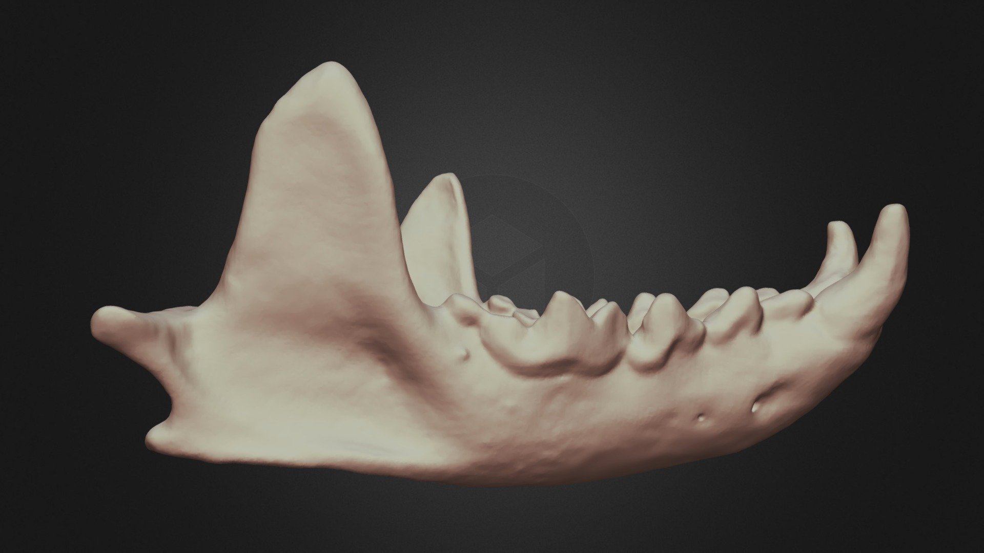 Neovison vison (American Mink) Mandible - 3D model by Lakehead ...