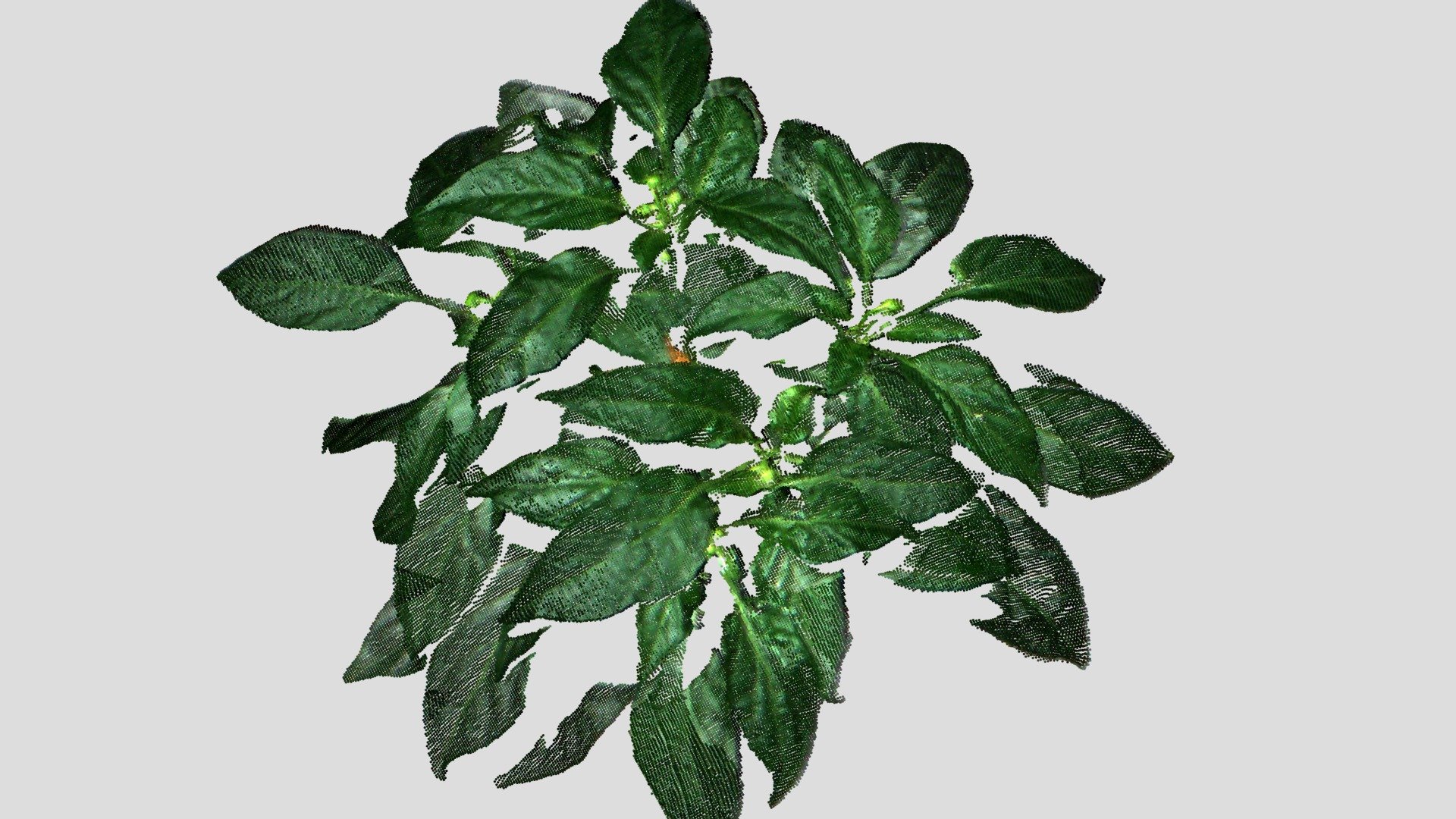 Chili pepper | PlantEye F600 - 3D model by Phenospex (@phenospex_nl ...